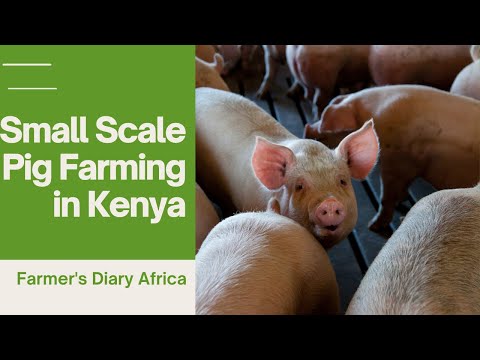 Small Scale Pig Farming in Kenya|| Beginners Guide
