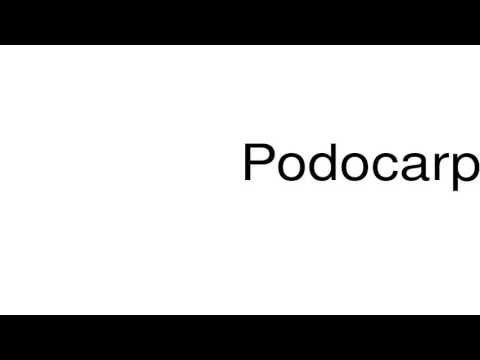 How to pronounce Podocarpus