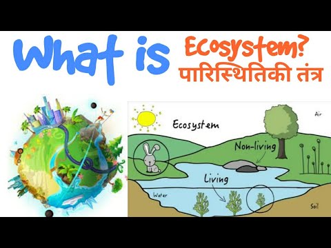 | Ecosystem | पारिस्थितिकी तंत्र | What is ecosystem | पारिस्थितिकी तंत्र क्या है? ||