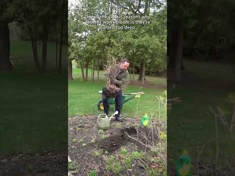 THE KEY TO TRANSPLANTING PEONY TREES IN SPRING 🌸 Frankie Flowers