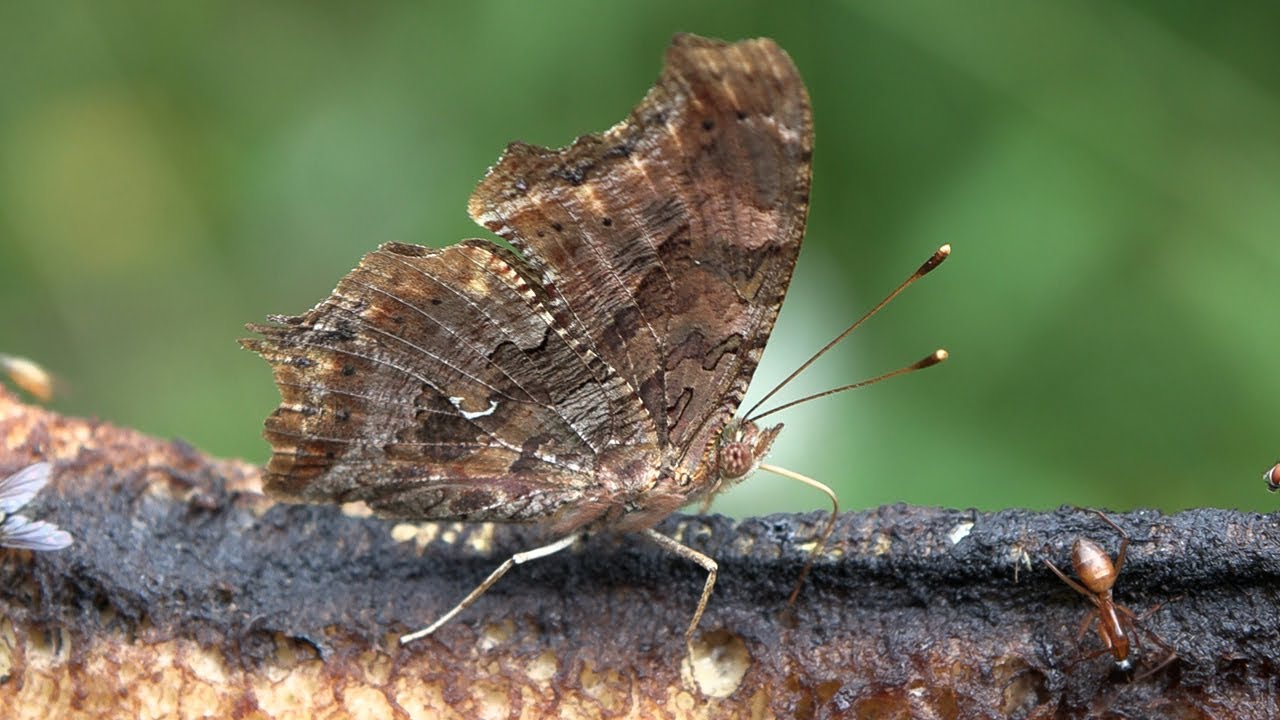 Eastern Comma Butterfly - 2021