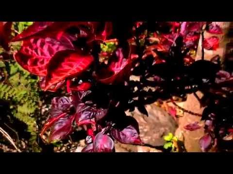 Escancel Sangorache Aerva Plant Ambient Background Chillout Music ...
