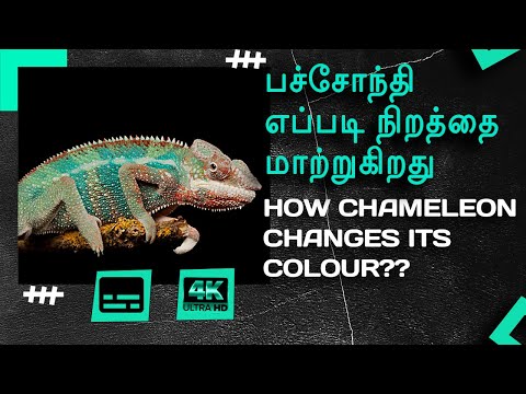 Scientifical Facts Of Chameleon | Tamil |