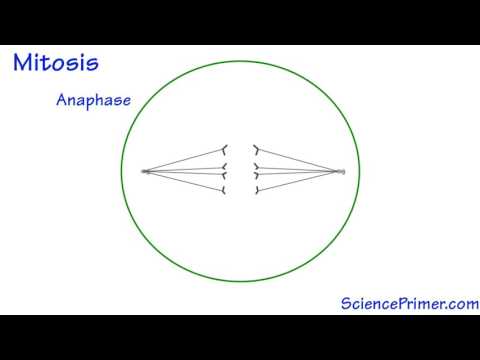 Mitosis and Cytokinesis