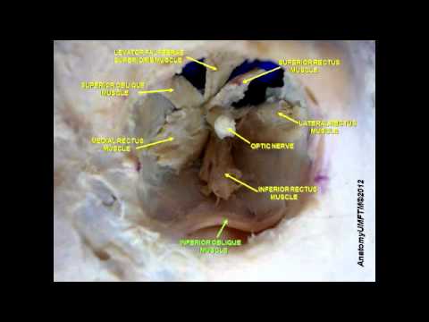 Cranial Nerves - Trochlear, Trigeminal & Abducens - Function & Type