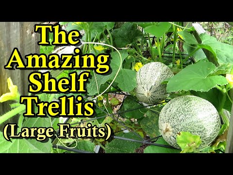 The Best 'New' Watermelon, Melon, & Pumpkin Garden Trellis (Shelving Trellising for Large Fruits)
