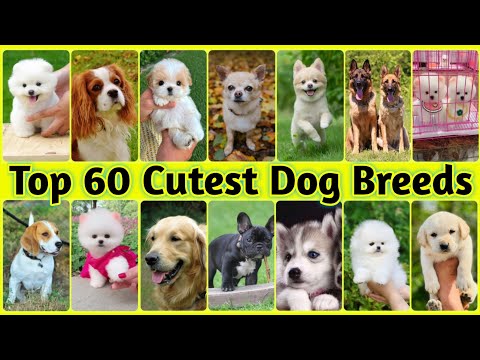 Top 60 Cutest Dog Breeds In The World | the cutest dog breeds in the world | The cutest dog in USA