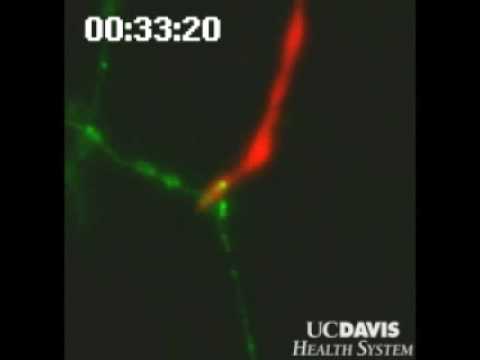 UC Davis researchers visualize formation of a new synapse