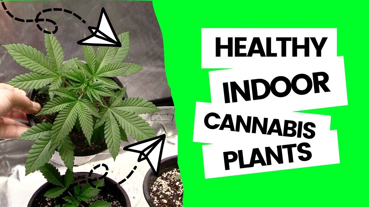 Cannabis Grow: Topping, Low-Stress Training & Transplanting