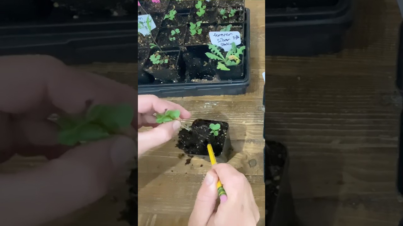 Use a Pencil to Garden!