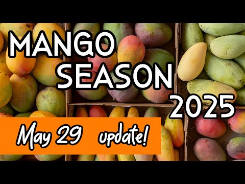 Mango Season 2025 Update (May 29, 2025)