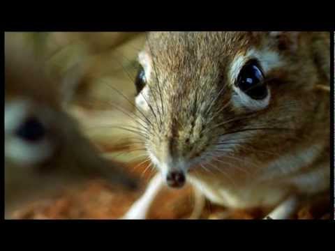 La Musaraigne à trompe | Curiosités de Titam