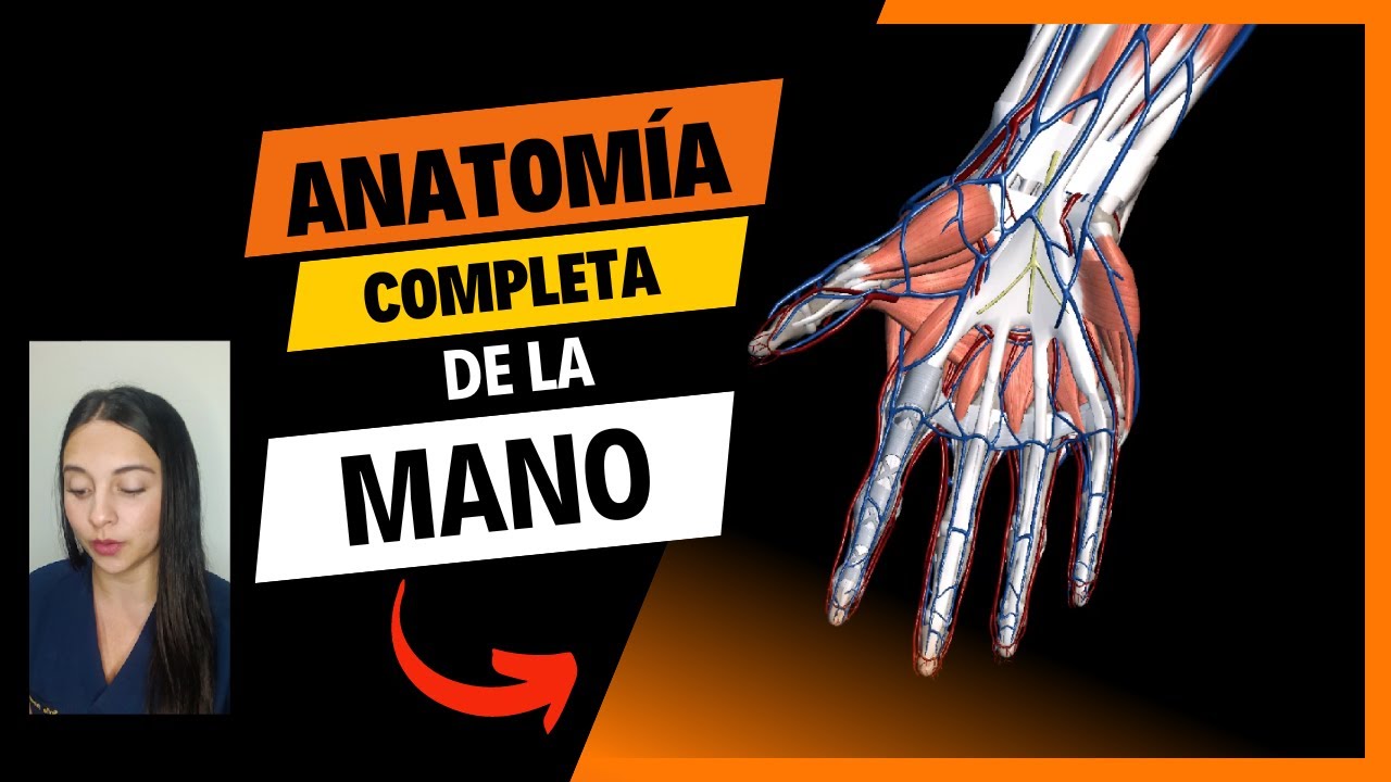 Anatomía de MANO