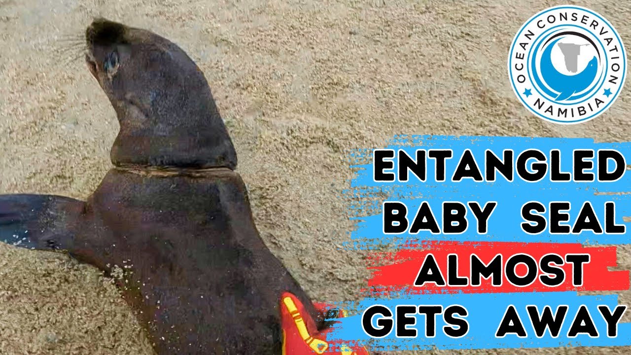 Entangled Baby Seal Almost Gets Away
