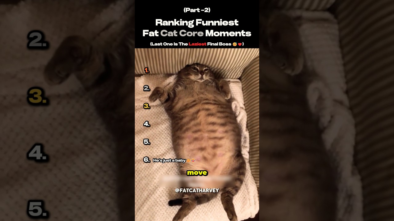 Ranking Funniest Fat Cat - Core Moments (part-2)
