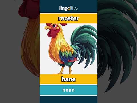 🇬🇧🇳🇴 rooster - hane : learn English : la oss lære engelsk : vocabulary builder