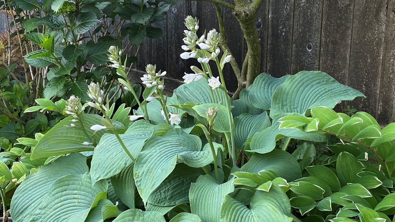 Hosta 