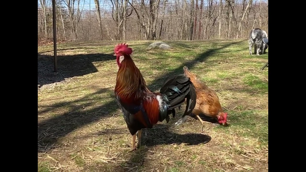 Rooster Warning Call to Hens