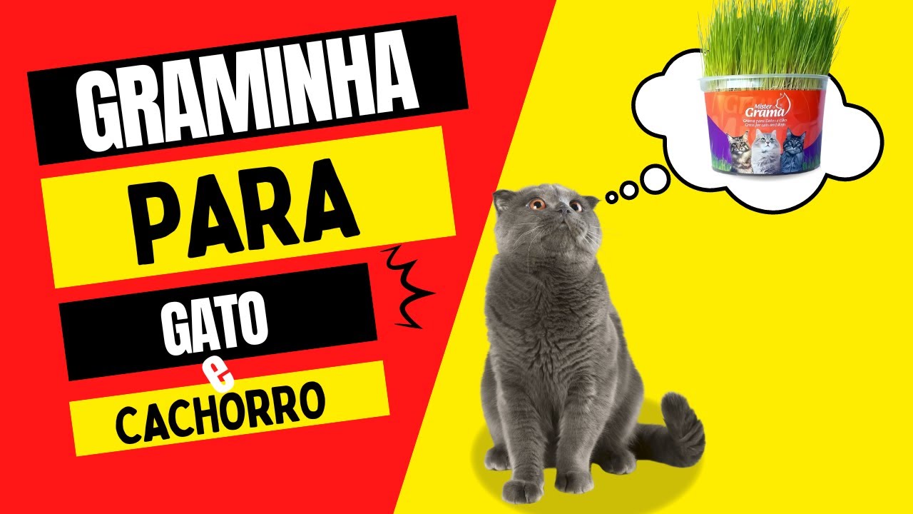 Richard Rasmussen Testando a Graminha para Gato Mister - Será que Funciona?