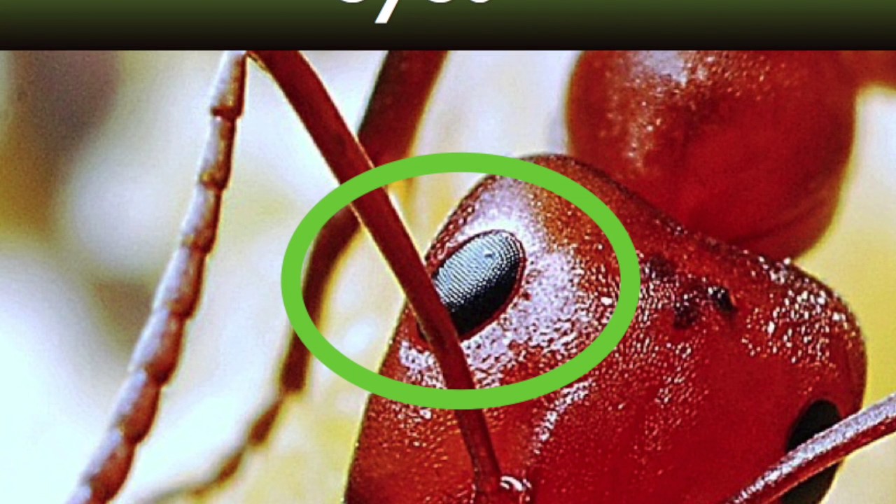 Ants Body Parts
