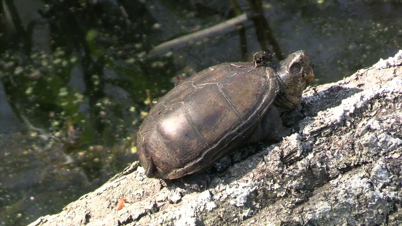 Southeastern Mud Turtle (Kinosternon subrubrum subrubrum)