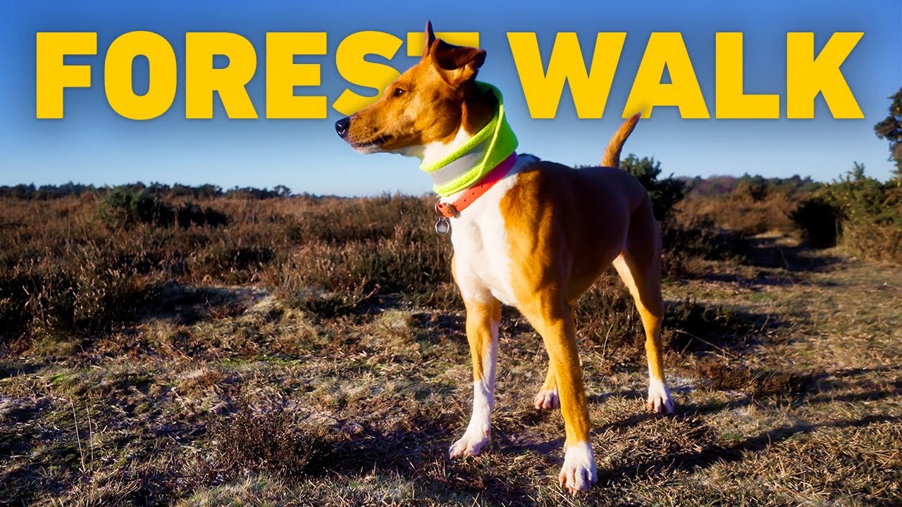 🎹 🔴 Dog TV 24/7 🌲 Peaceful Dog Walk through Ancient Woodland 🐾 Classical Piano Music 4K HDR
