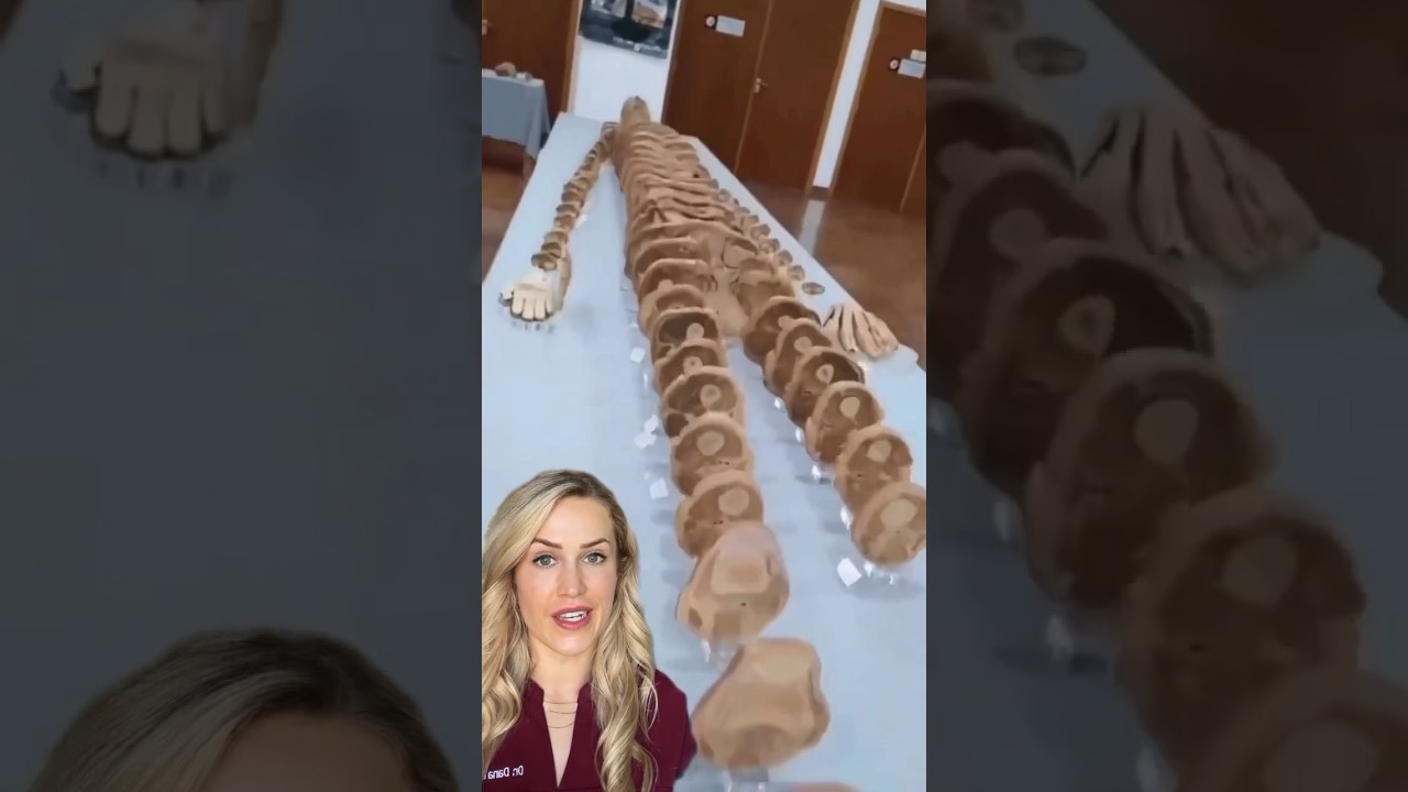 What slices of human looks like 🤯