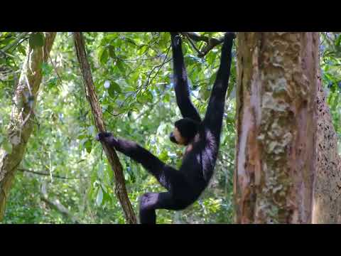 Monkey Climbing Tree #Shorts