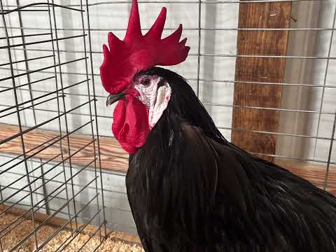 Poultry fanciers at the fairgrounds 🐓🐔🐣🐥