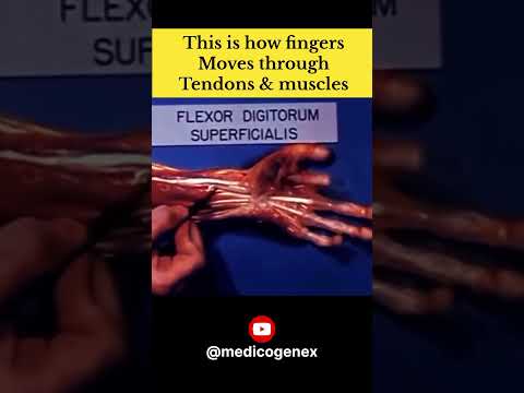 See How Fingers Actually Move!π«΄π»π€πͺ Real Tendon Movement in Forearm #muscles #science #biology