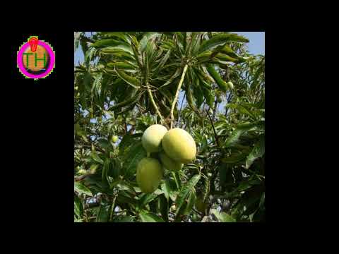 scientific classification of mango/ scientific properties of mango/mango scientific name.