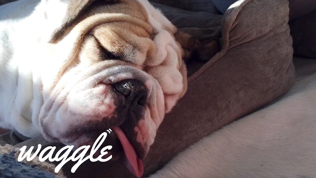 Resting Derp Face | Funny Pet Compilation