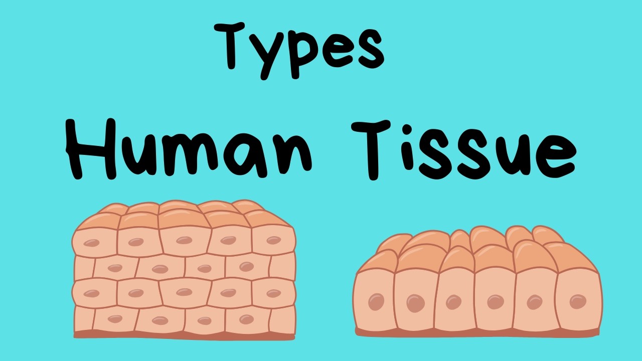 Understanding the Four Types of Human Body Tissue | Galaxy.ai