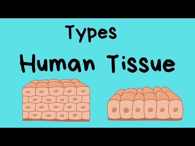 Understanding the Four Types of Human Body Tissue | Galaxy.ai