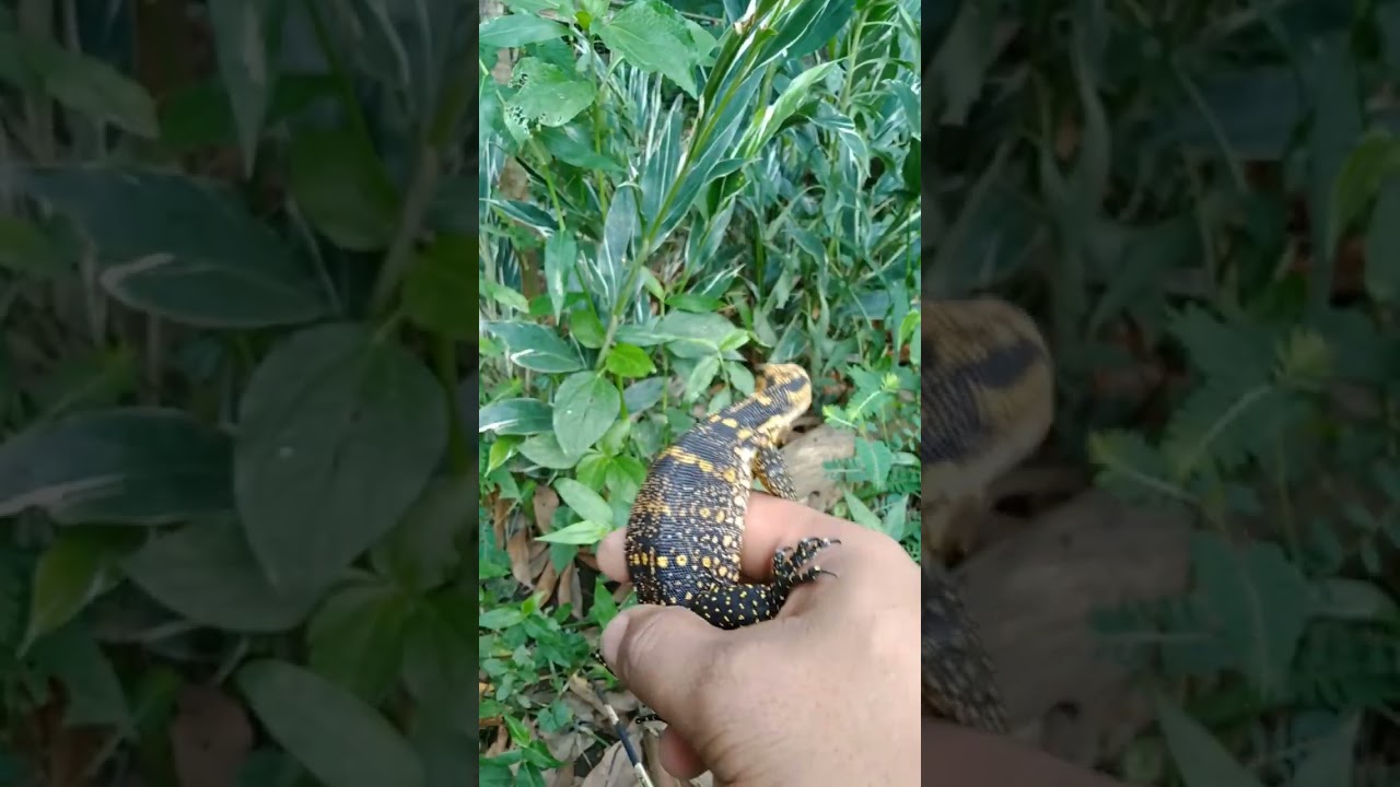 handling without getting bitten - varanus cumingi 3 ( yellow-head water monitor)
