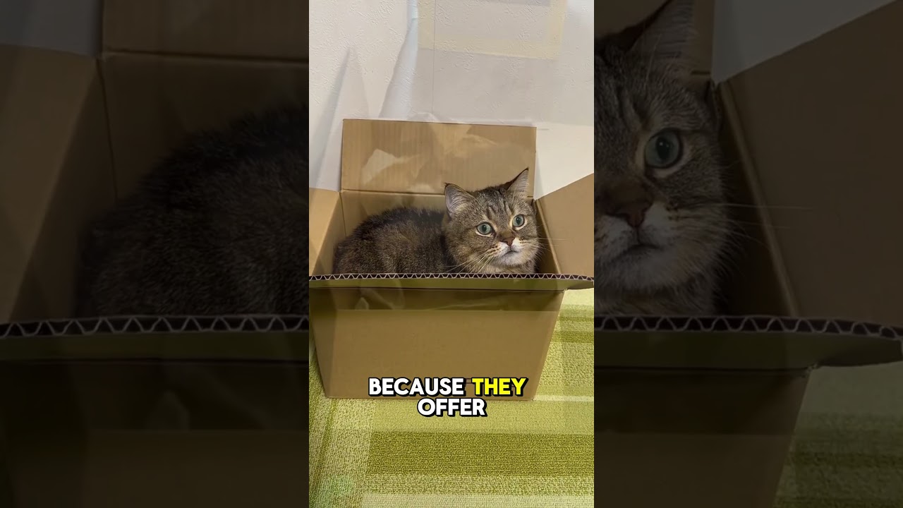 Why Do Cats Love Boxes? The Surprising Truth Behind Their Obsession!#cat #box #cardboard box