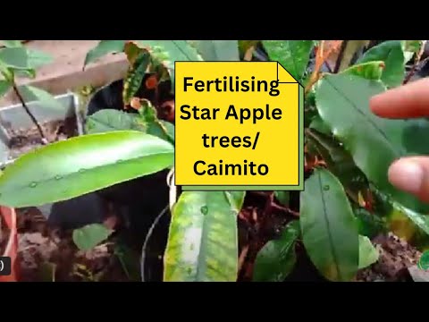 Fertilising Star Apple Trees/Caimito