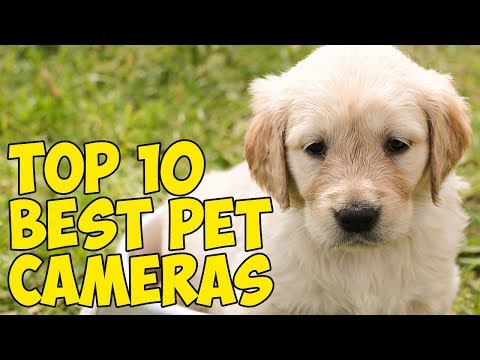 10 Best Pet Cameras ★ 2019 [Pet Camera Review]