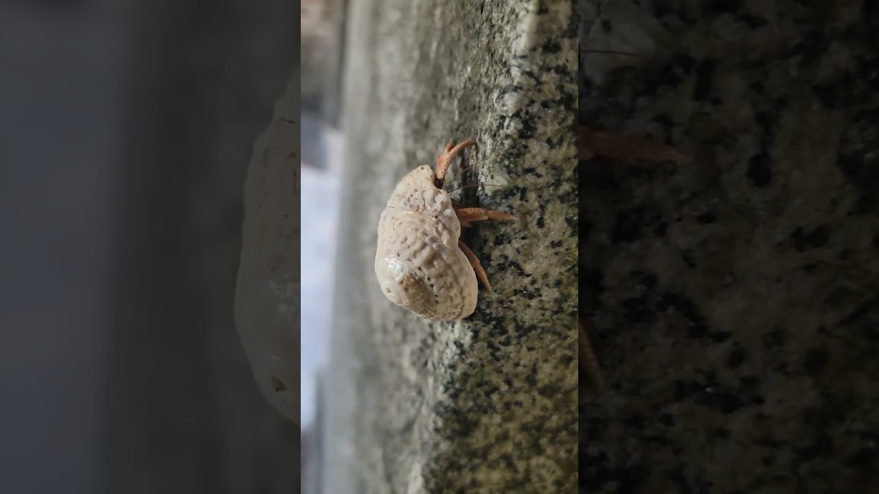 You NEED to see Dry tortugas National Park  #USA #Florida #Crab #Nature #explore #abandonedFort