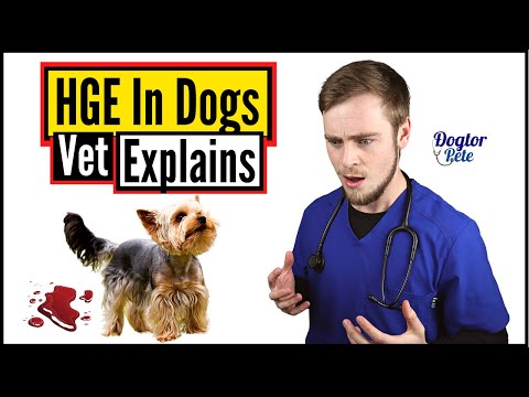 Hemorrhagic Gastroenteritis In Dogs | You NEED To Watch This To Save Your Dog! | Vet Explains