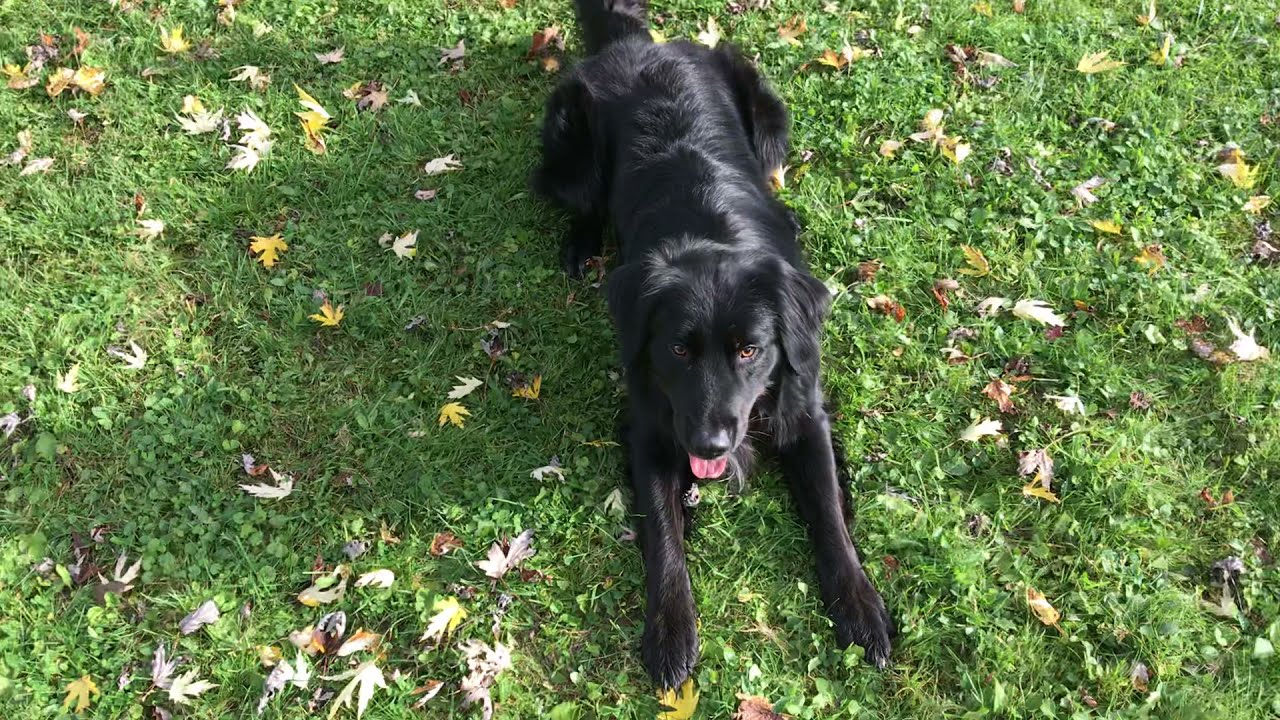 Border Collie Golden Retriever pup is BRILLIANT!! Such an Athlete!!