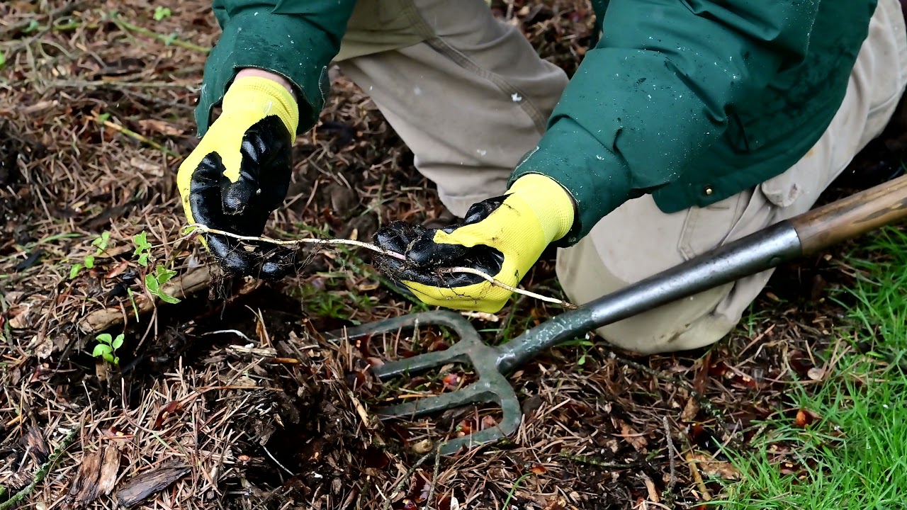 Weeding Snow on the Mountain Follow-up