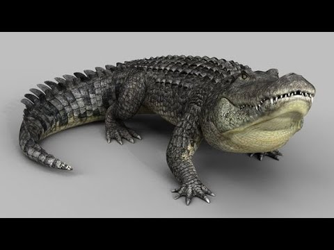 Animalia Survival Gameplay - tutorial and Chase