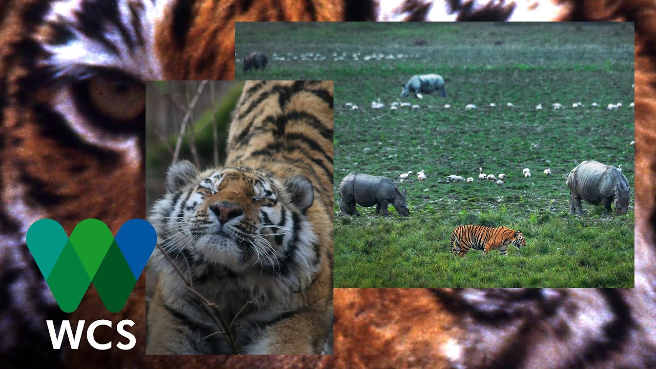 How Wild Tigers Keep Our Planet Healthy (And the Tiger Comeback in Thailand): Earth Day 2024 | WCS