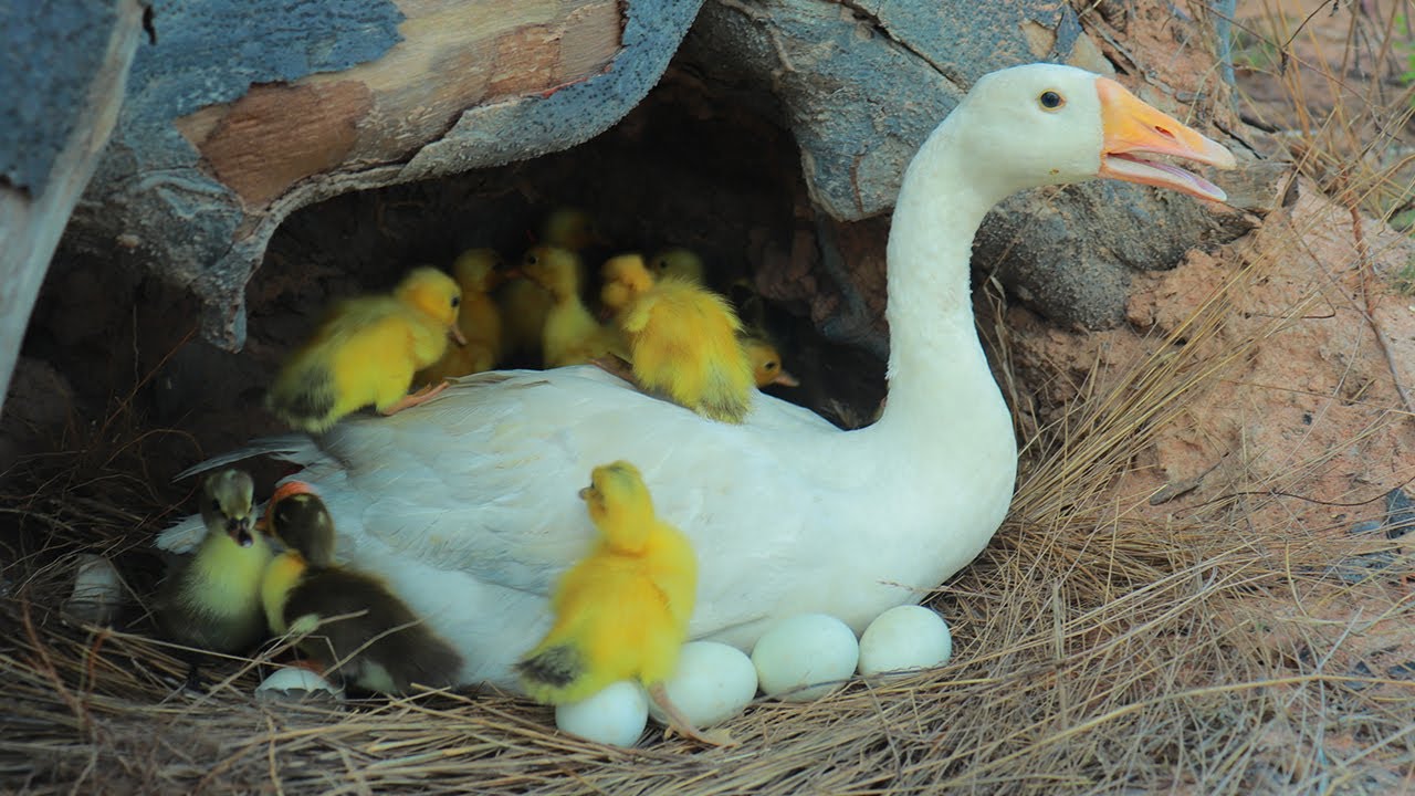 Amazing! 20 Ducklings Hatching From Eggs - Found Duck Nest Hatching a Lot Of Baby Ducks