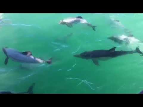 Rare sighting of short-beaked common dolphin in Akaroa | RNZ