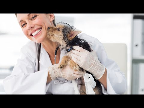 How to Find Cheaper or Free Vet Care