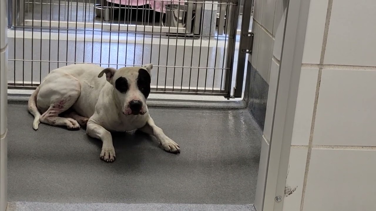acs A652286