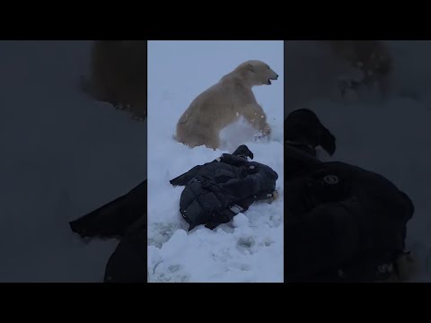 A Close Polar Bear Encounter || ViralHog
