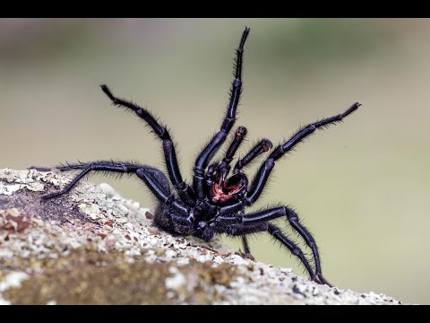 French Couple Locked Down With Huge Rare Spider Struggling To Remove It